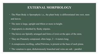 ANGIOPTERIS a pteridophyte fern (king fern) | PPTX