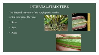 ANGIOPTERIS a pteridophyte fern (king fern) | PPTX