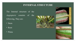 ANGIOPTERIS modified.pptxgyhhhuhhghhhhhh | PPT
