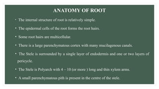 ANGIOPTERIS modified.pptxgyhhhuhhghhhhhh | PPT