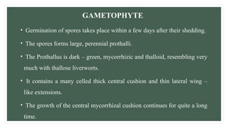 ANGIOPTERIS modified.pptxgyhhhuhhghhhhhh | PPT