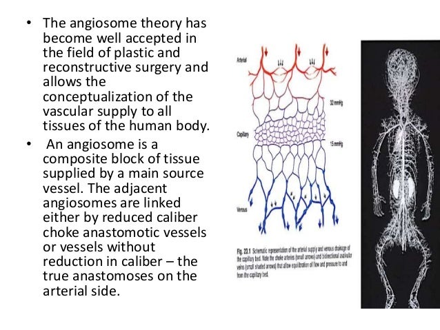 Angiosome concept