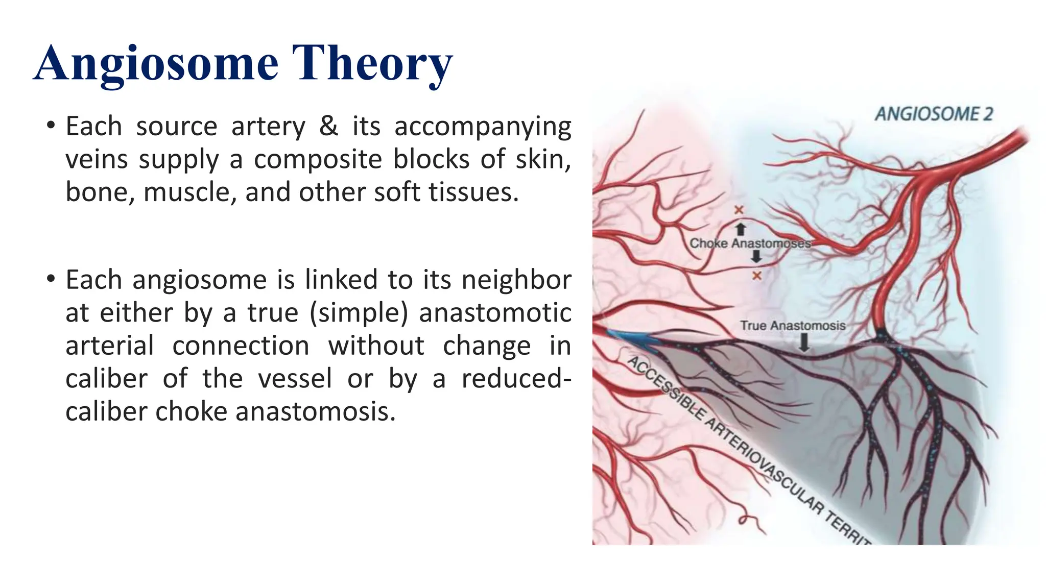 Angiosome Theory of Skin Vascular Territories | PPTX