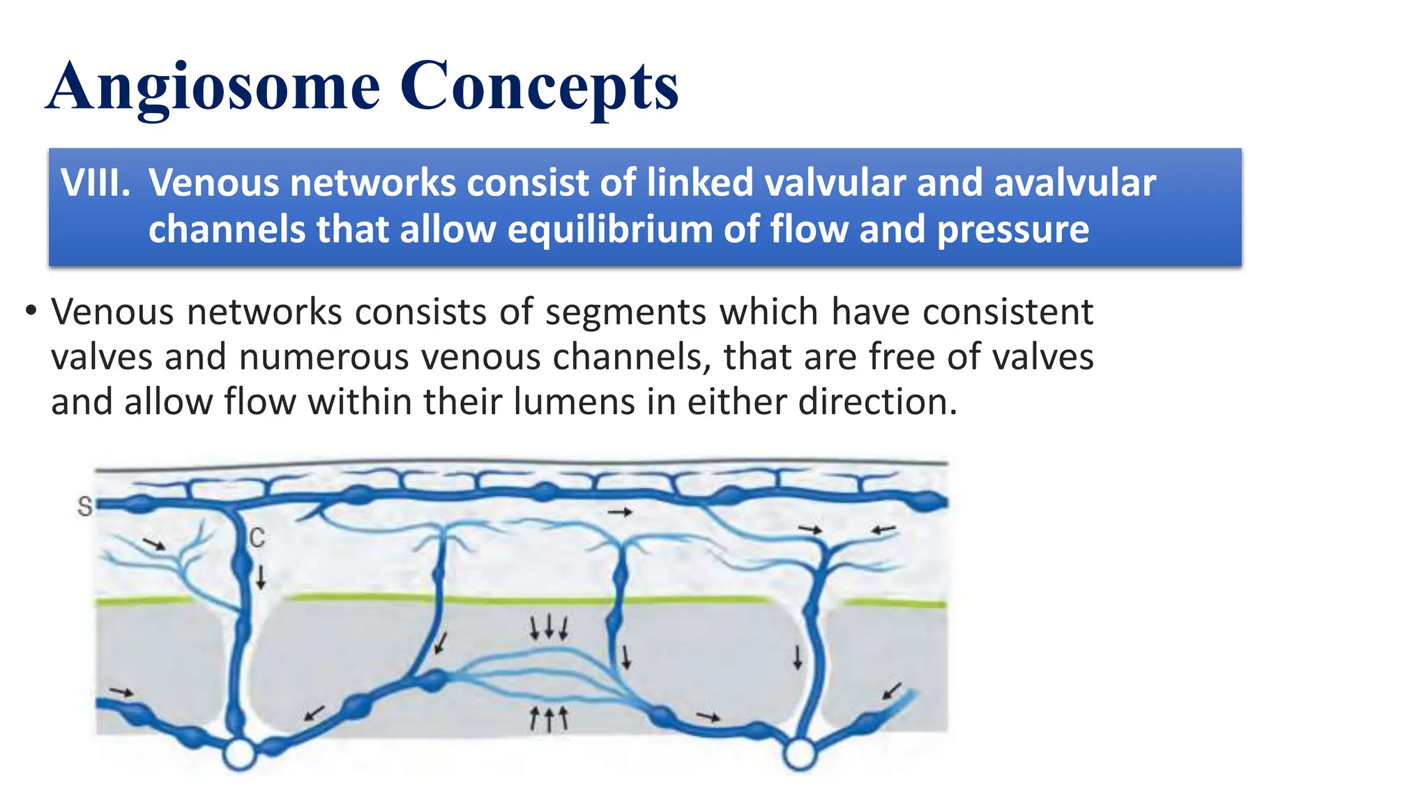Angiosome Theory of Skin Vascular Territories | PPTX