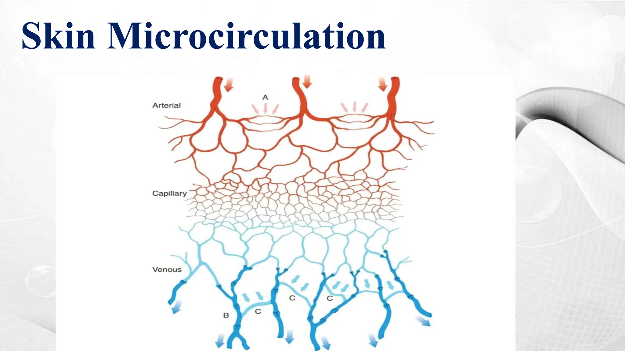 Angiosome Theory of Skin Vascular Territories | PPTX