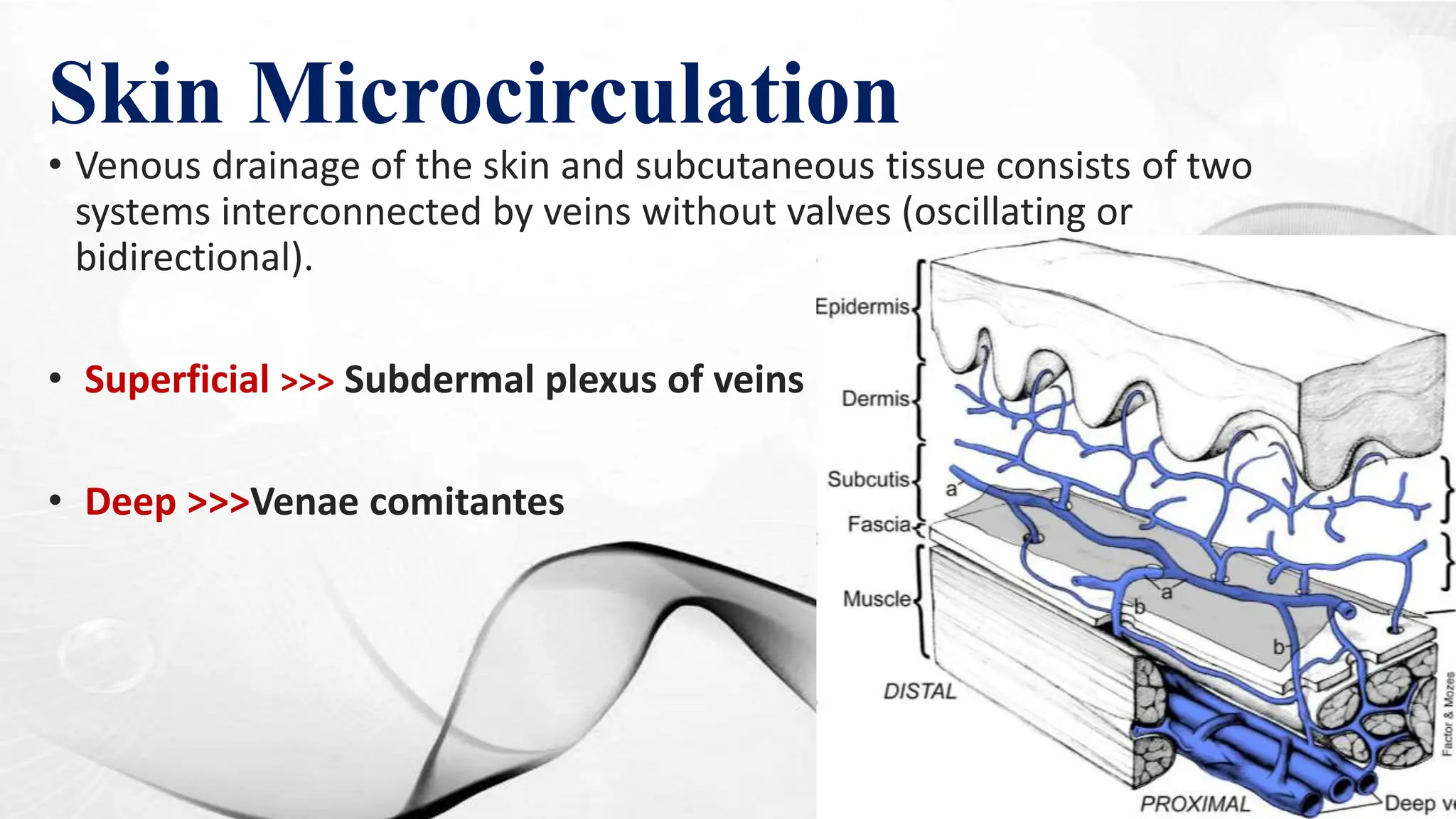 Angiosome Theory of Skin Vascular Territories | PPTX