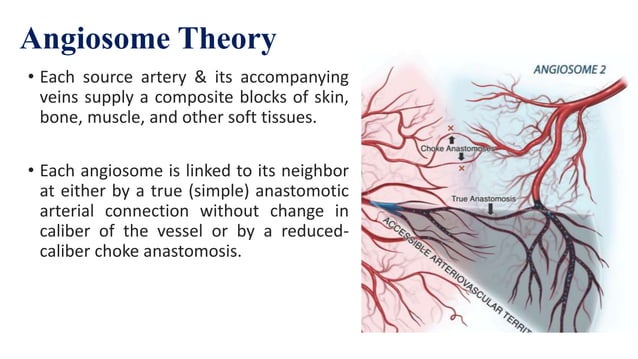 Angiosome Theory of Skin Vascular Territories | PPTX