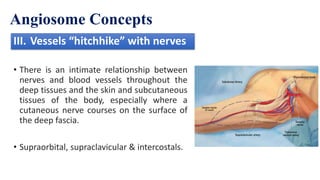 Angiosome Theory of Skin Vascular Territories | PPTX
