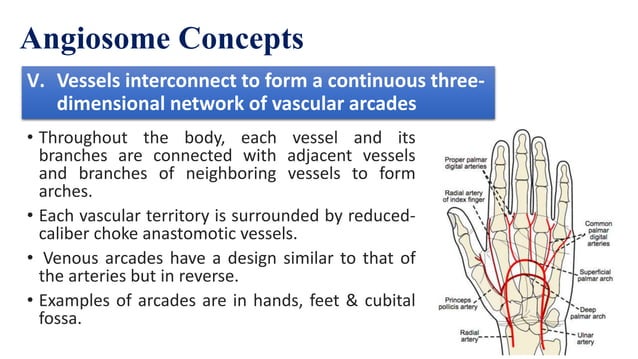Angiosome Theory of Skin Vascular Territories | PPTX