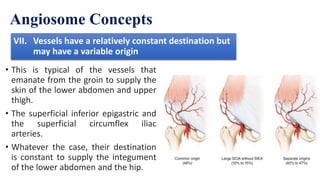 Angiosome Theory of Skin Vascular Territories | PPTX