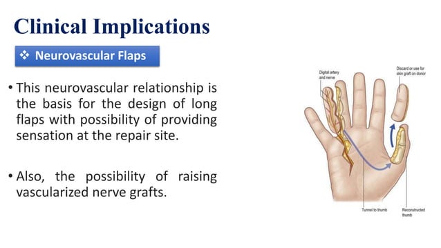 Angiosome Theory of Skin Vascular Territories | PPTX