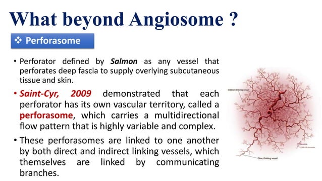 Angiosome Theory of Skin Vascular Territories | PPTX