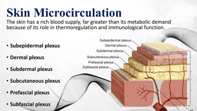 Angiosome Theory of Skin Vascular Territories | PPTX