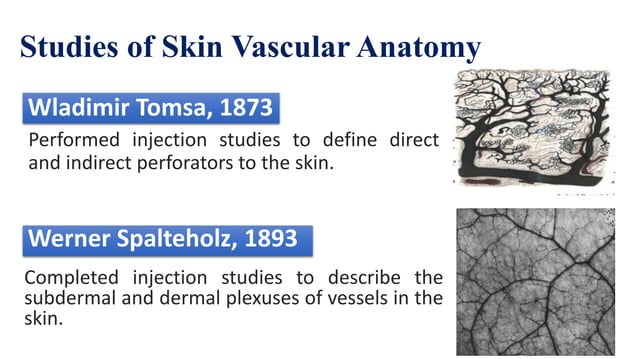 Angiosome Theory of Skin Vascular Territories | PPTX