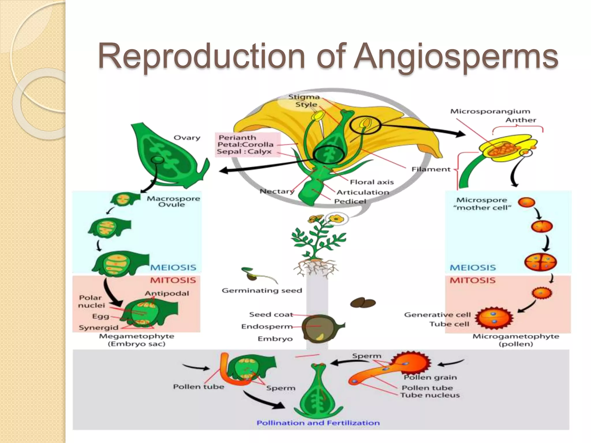 Angiosperm.ppt