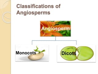 Angiosperm.ppt