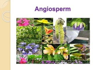 Examples Of Angiosperms Plants