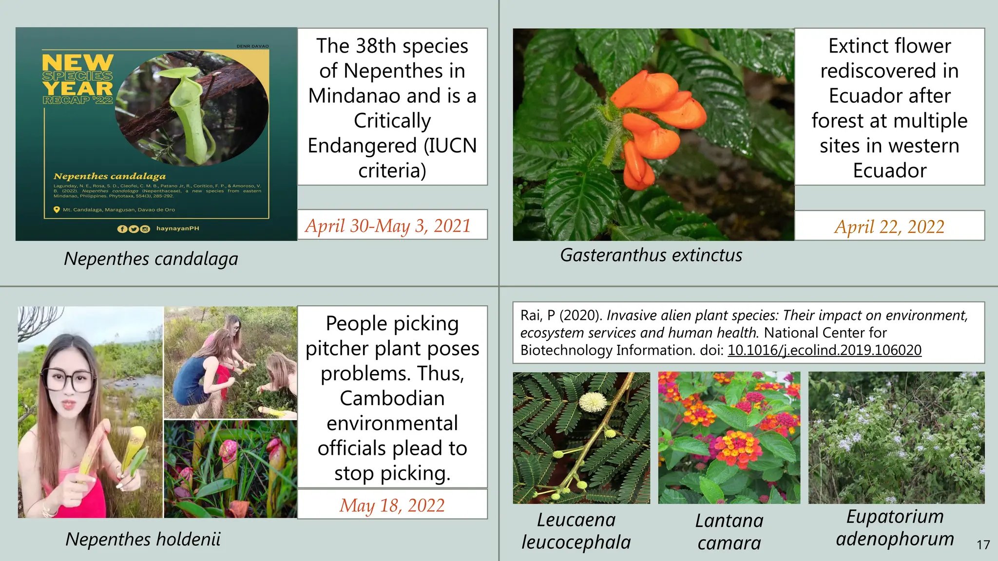 ANGIOSPERM: Characteristics, Life Cycle, and Examples | PPTX