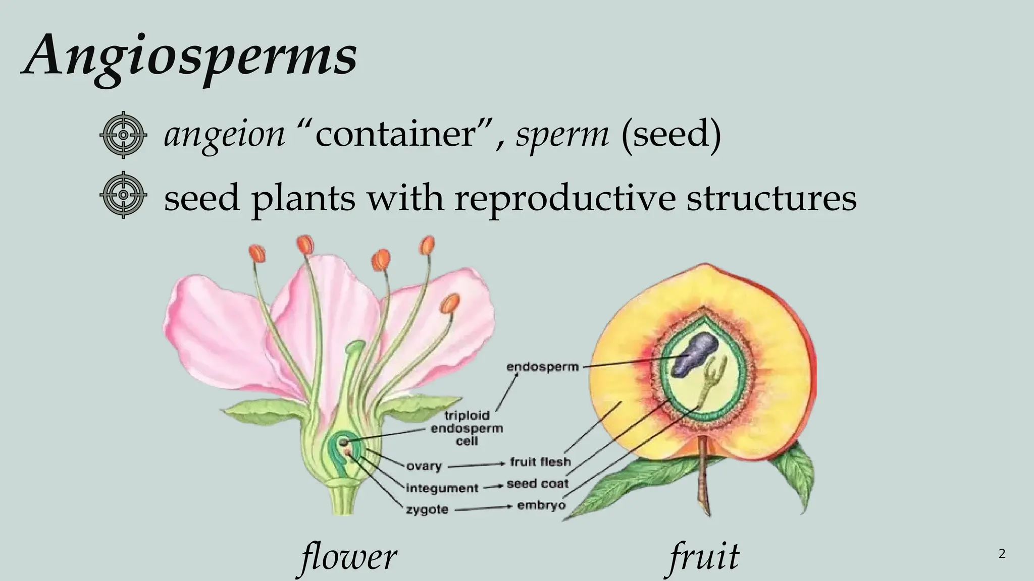 ANGIOSPERM: Characteristics, Life Cycle, and Examples | PPTX