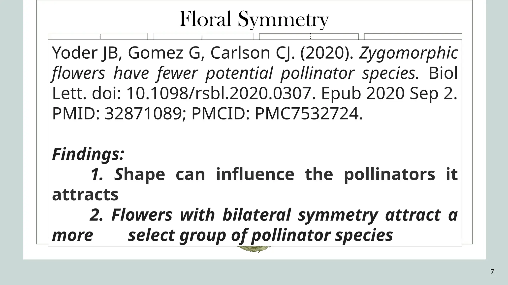 ANGIOSPERM: Characteristics, Life Cycle, and Examples | PPTX