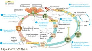 ANGIOSPERM: Characteristics, Life Cycle, and Examples | PPTX