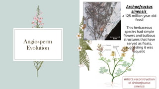 ANGIOSPERM: Characteristics, Life Cycle, and Examples | PPTX