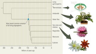 ANGIOSPERM: Characteristics, Life Cycle, and Examples | PPT