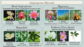 ANGIOSPERM: Characteristics, Life Cycle, and Examples | PPTX