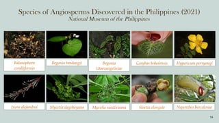 ANGIOSPERM: Characteristics, Life Cycle, and Examples | PPTX