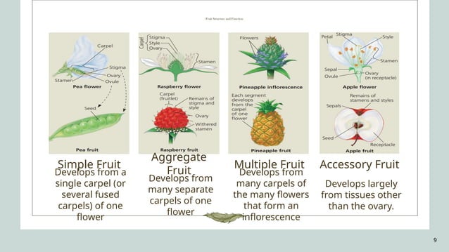 ANGIOSPERM: Characteristics, Life Cycle, and Examples | PPTX