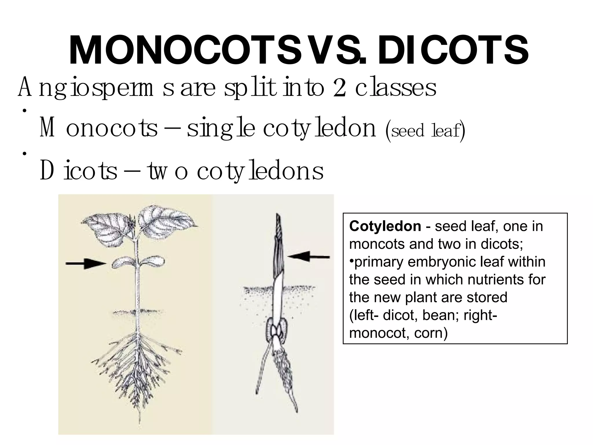 Angiosperm notes | PPT