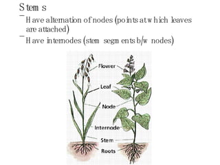 Angiosperm notes | PPT