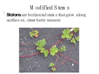 Angiosperm notes | PPT