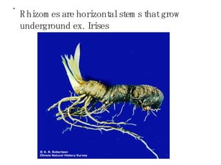 Angiosperm notes | PPT