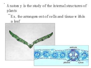Angiosperm notes | PPT