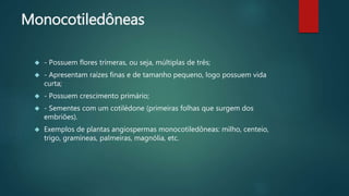 Angiosperma | PPTX