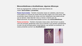 Angiosperma | PPTX