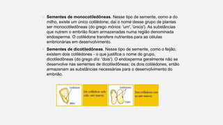 Angiosperma | PPTX