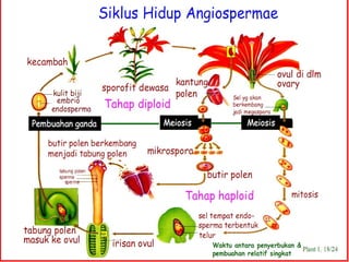 Angiospermae | PPT
