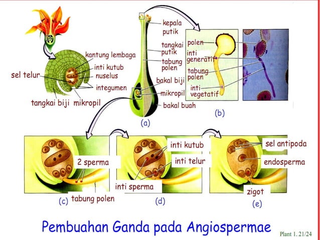 Angiospermae | PPT