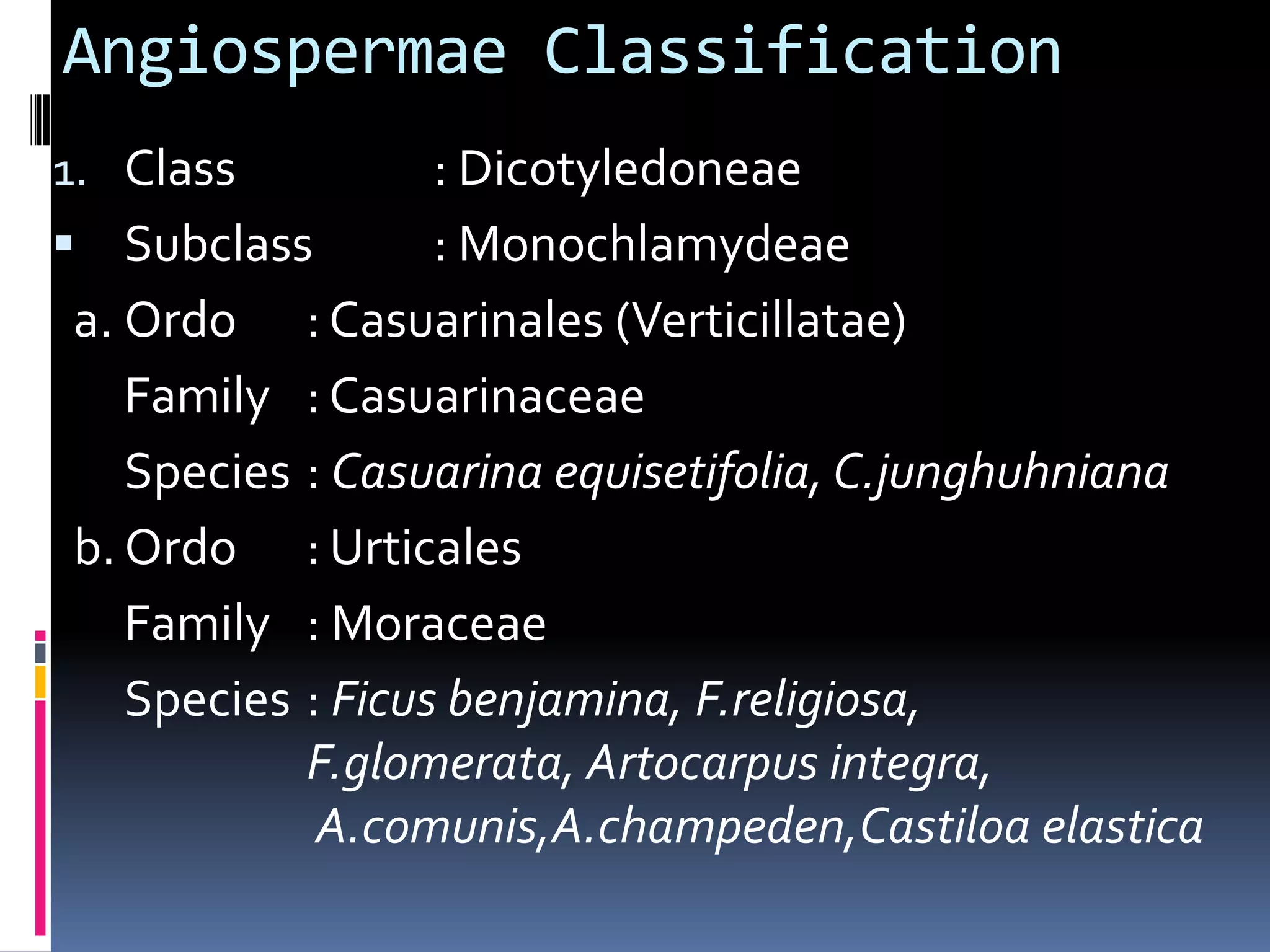 Angiospermae | PPTX