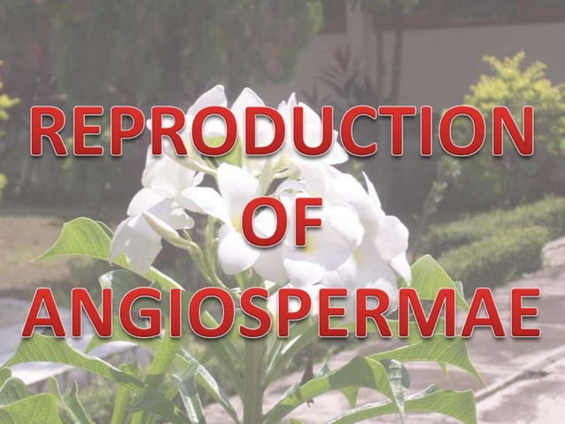 Angiospermae | PPTX