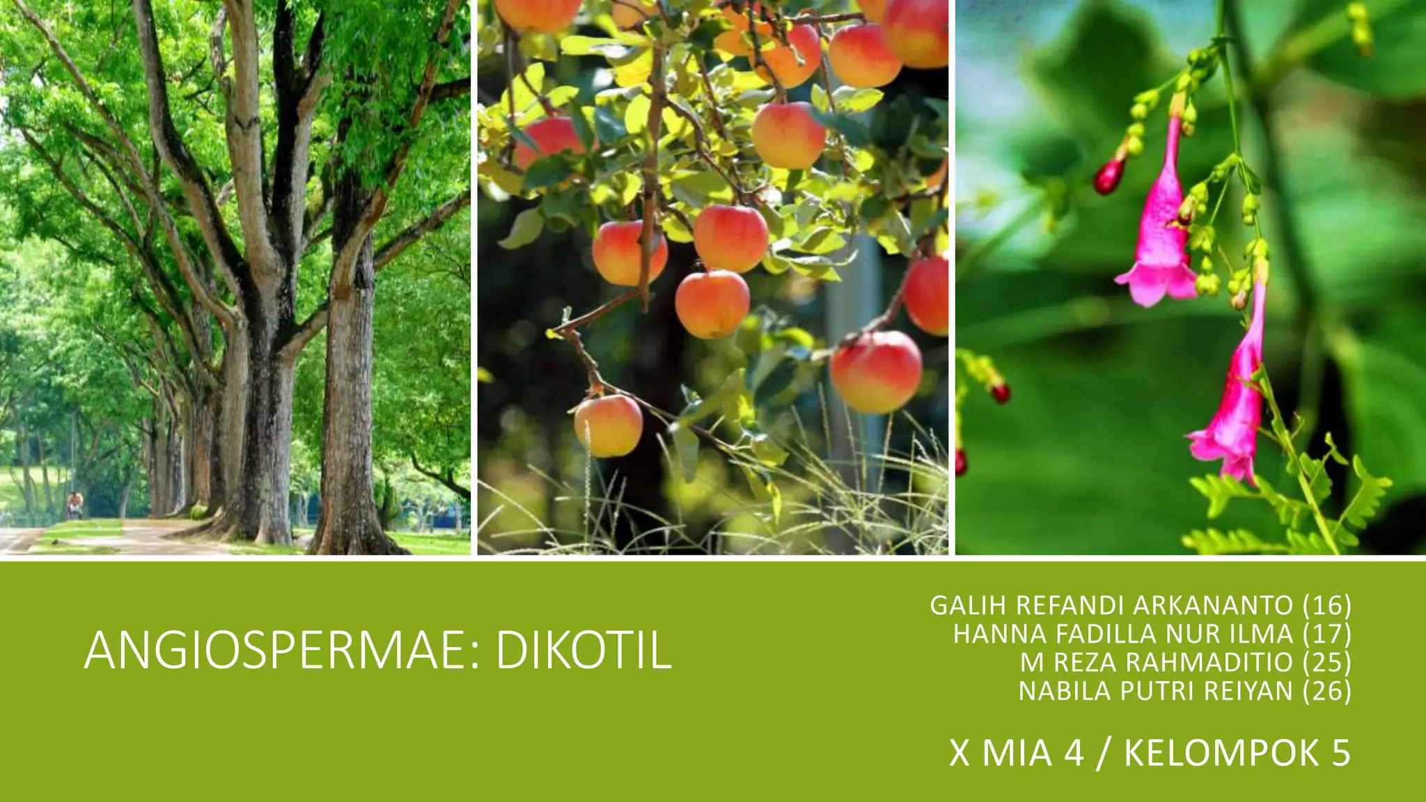 Angiospermae - Plantae (Bab 7) | PPT