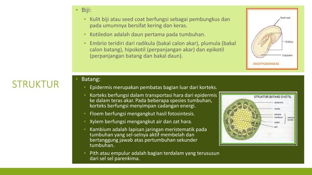 Angiospermae - Plantae (Bab 7) | PPT