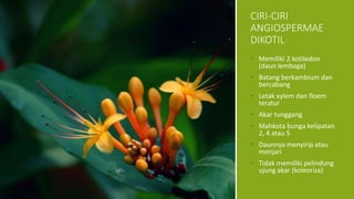 Angiospermae - Plantae (Bab 7) | PPT