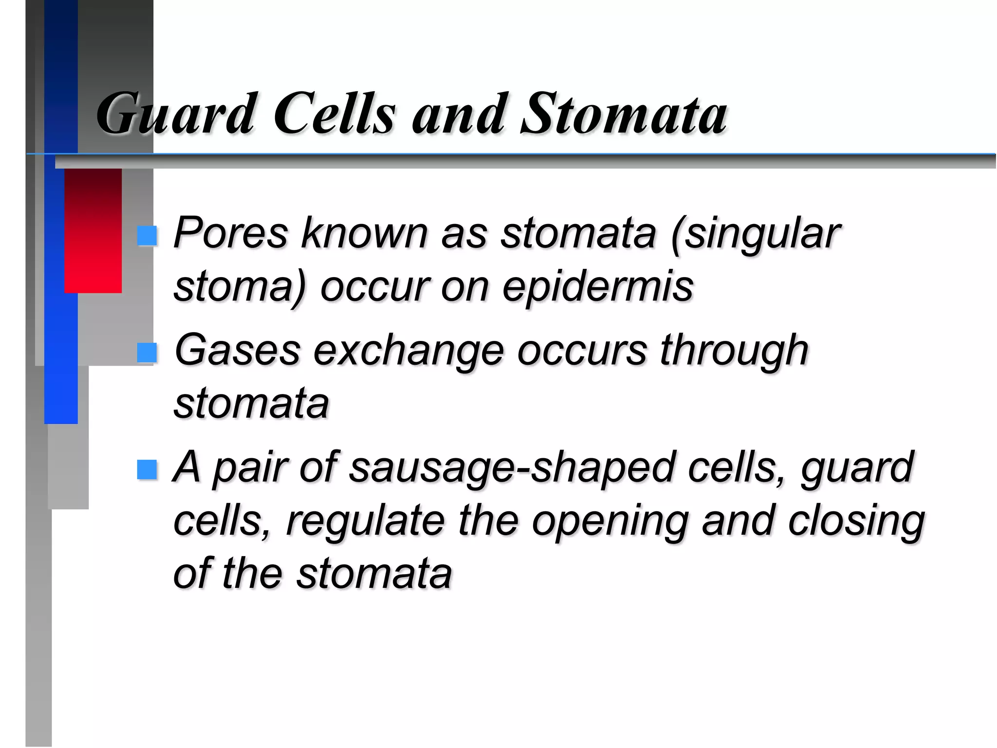 Angiosperm anatomy.ppt