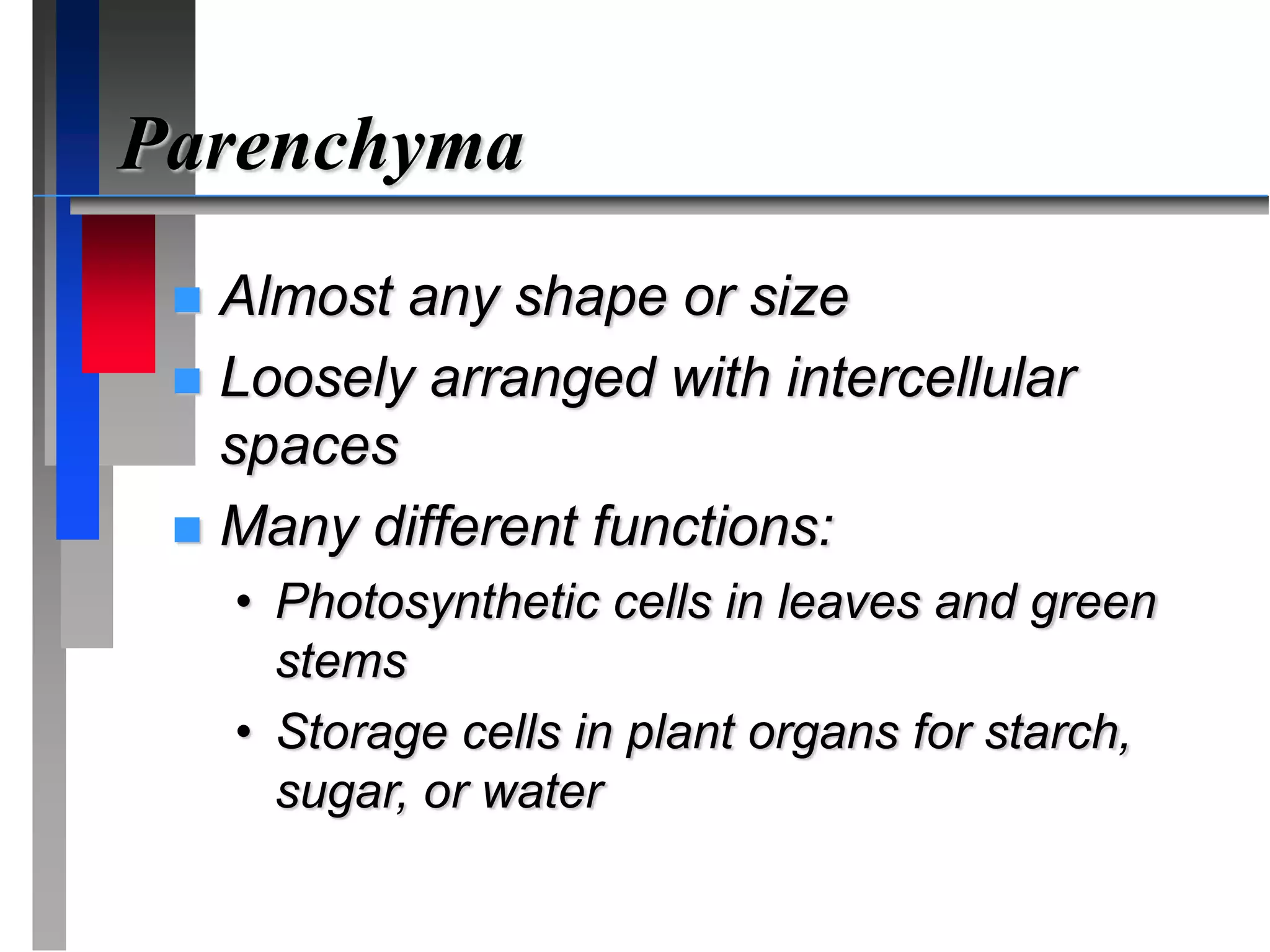 Angiosperm anatomy.ppt
