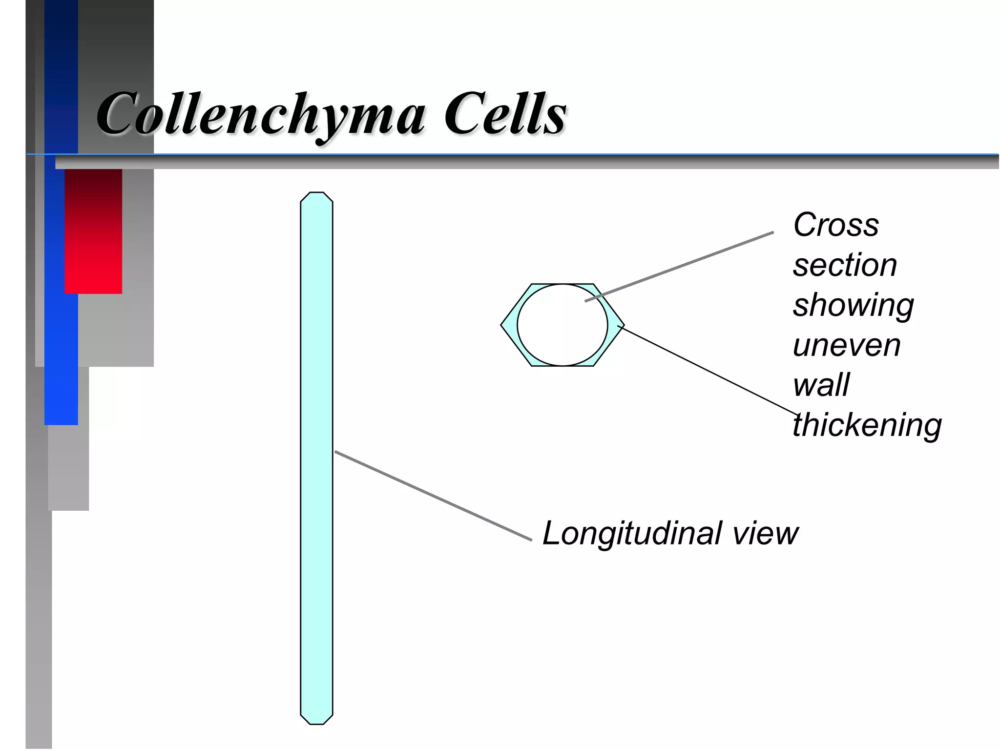 Angiosperm anatomy.ppt