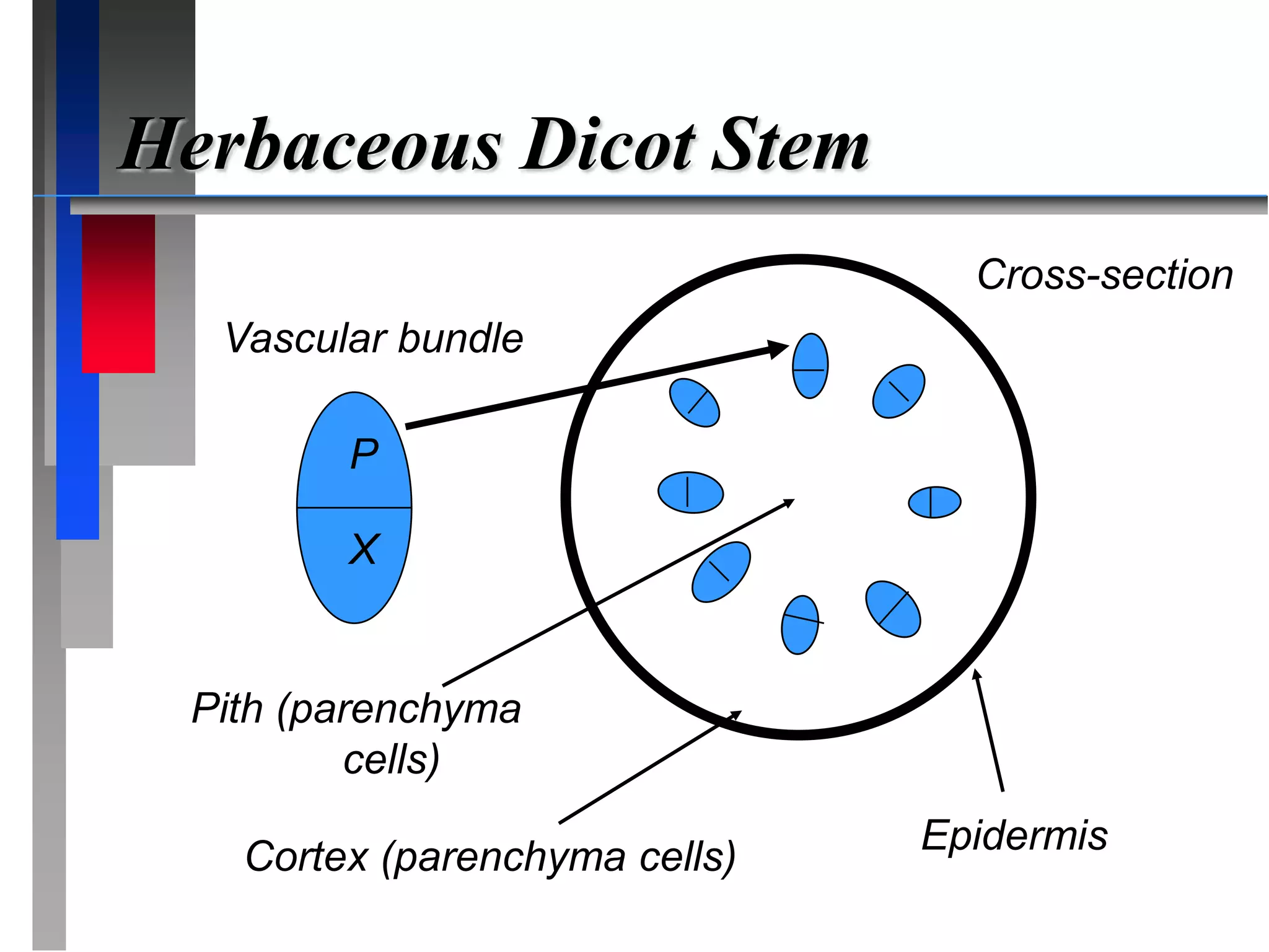 Angiosperm anatomy.ppt