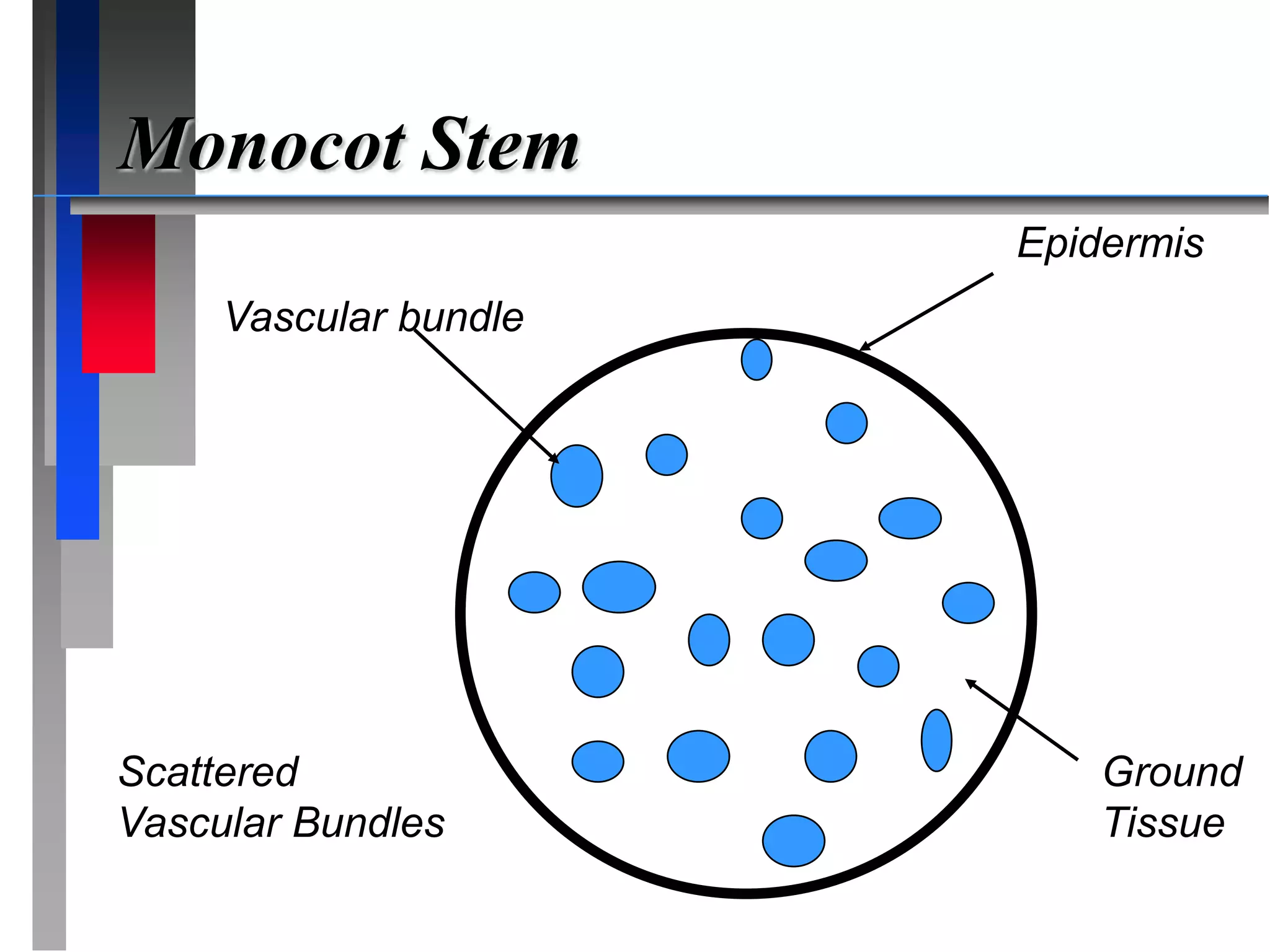 Angiosperm anatomy.ppt